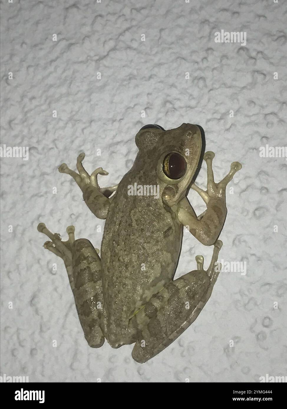 Cuban Tree Frog (Osteopilus septentrionalis Stock Photo - Alamy