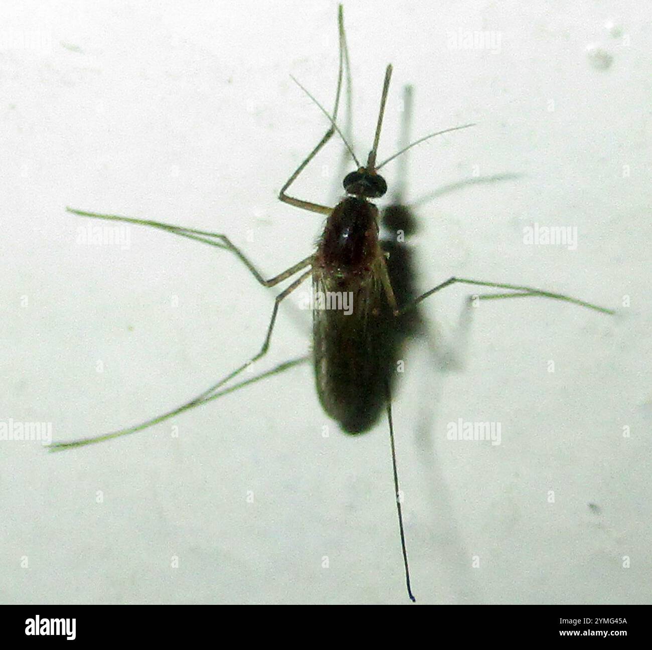 Culicine mosquitoes hi-res stock photography and images - Alamy