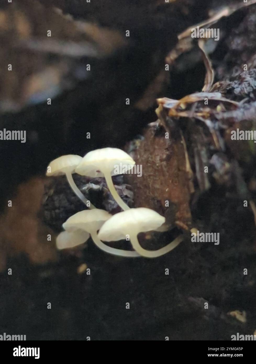 Phloeomana hi-res stock photography and images - Alamy