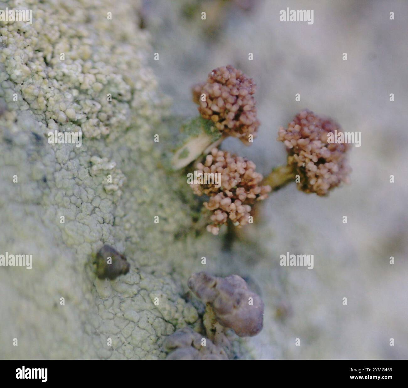Scale Beret Lichen (Baeomyces carneus Stock Photo - Alamy