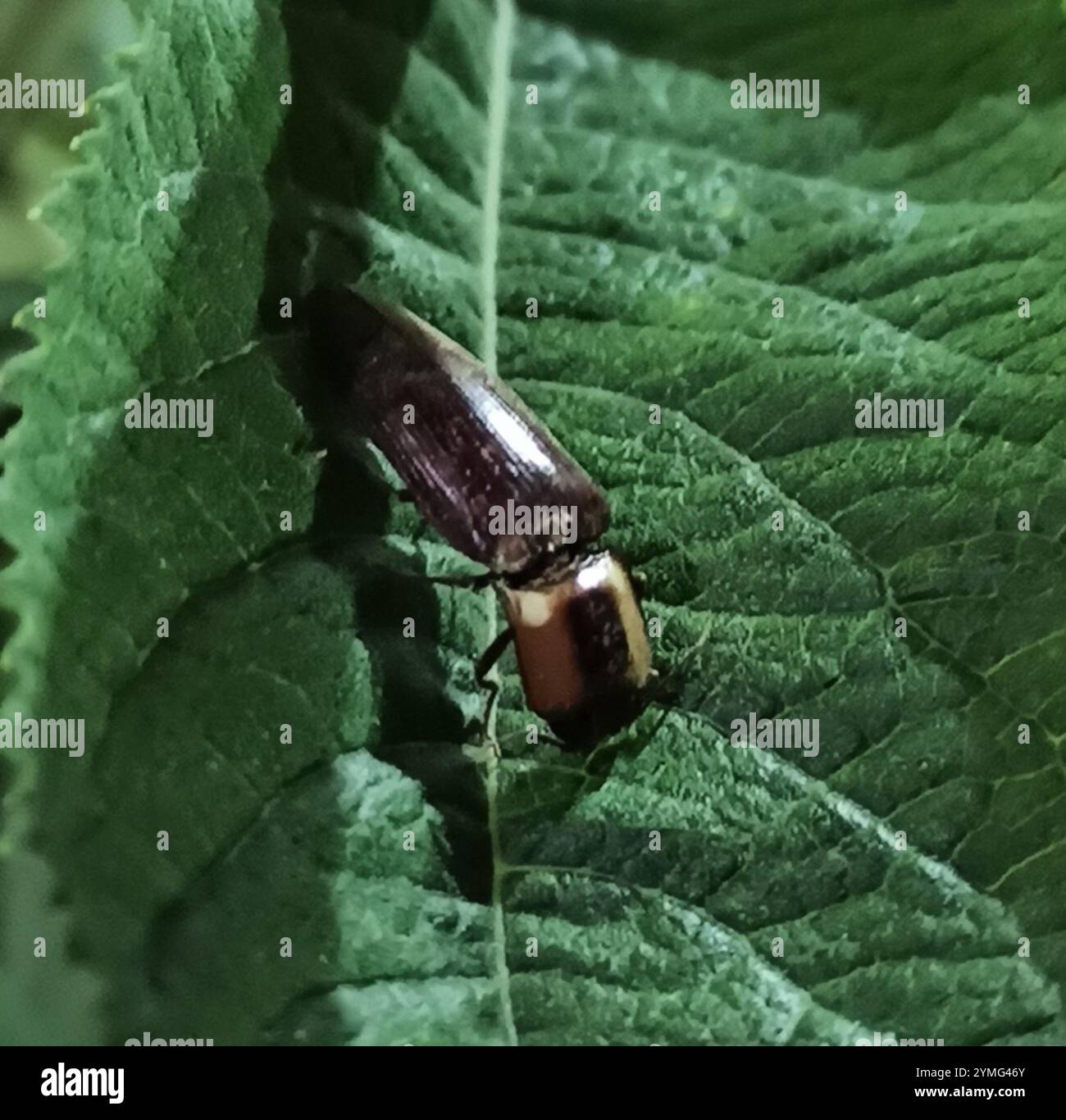 Fire Click Beetles (Pyrophorus Stock Photo - Alamy