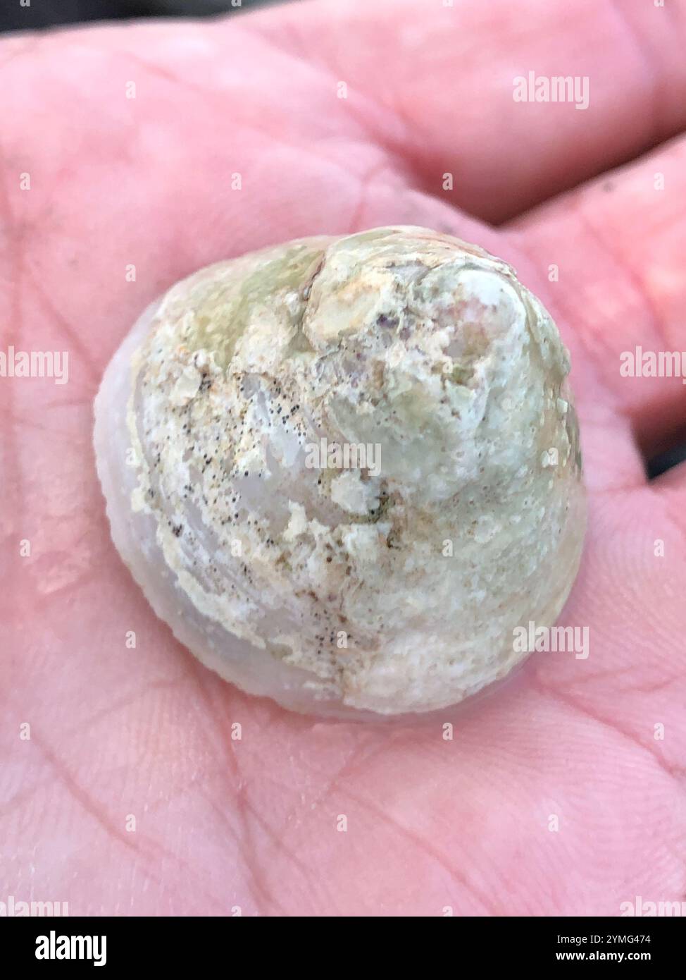 Whitecap Limpet (Acmaea mitra Stock Photo - Alamy