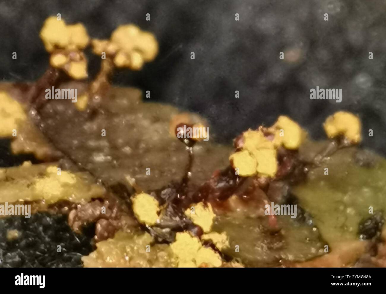 Trichia botrytis hi-res stock photography and images - Alamy