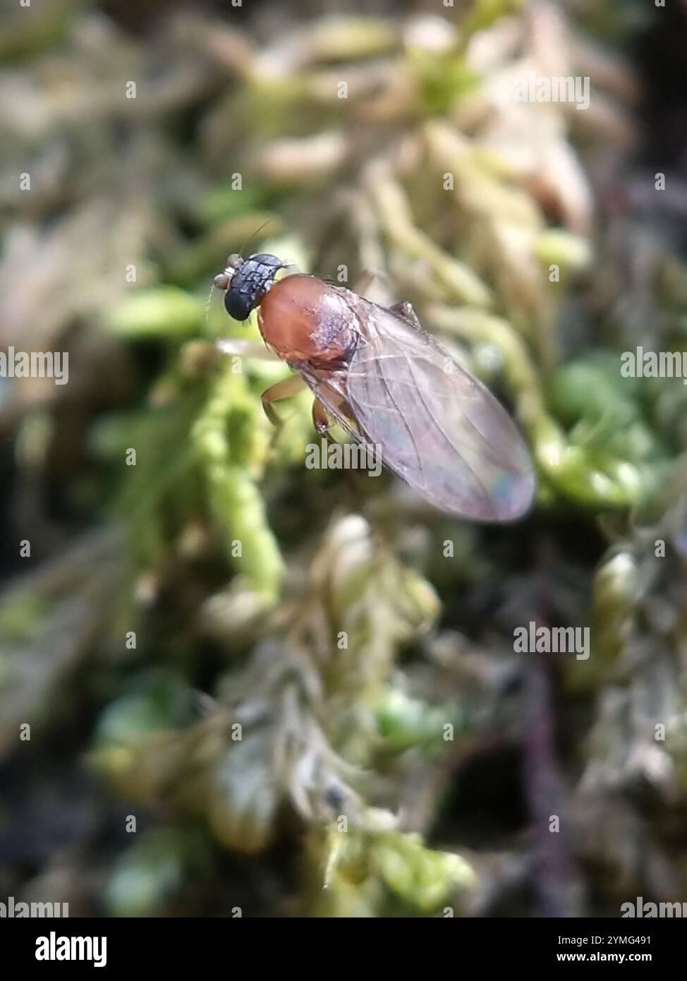Phoridae hi-res stock photography and images - Alamy