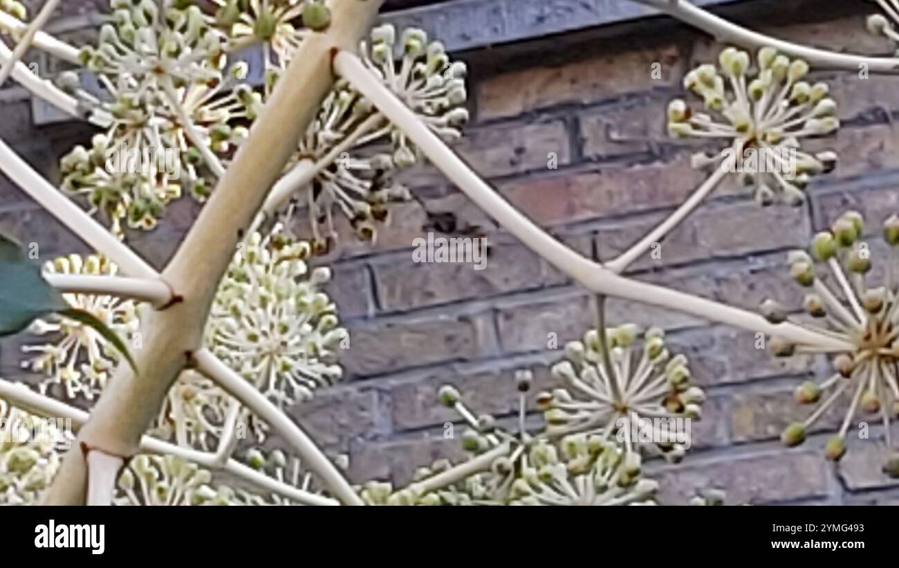 Ants, Bees, Wasps, and Sawflies (Hymenoptera Stock Photo - Alamy