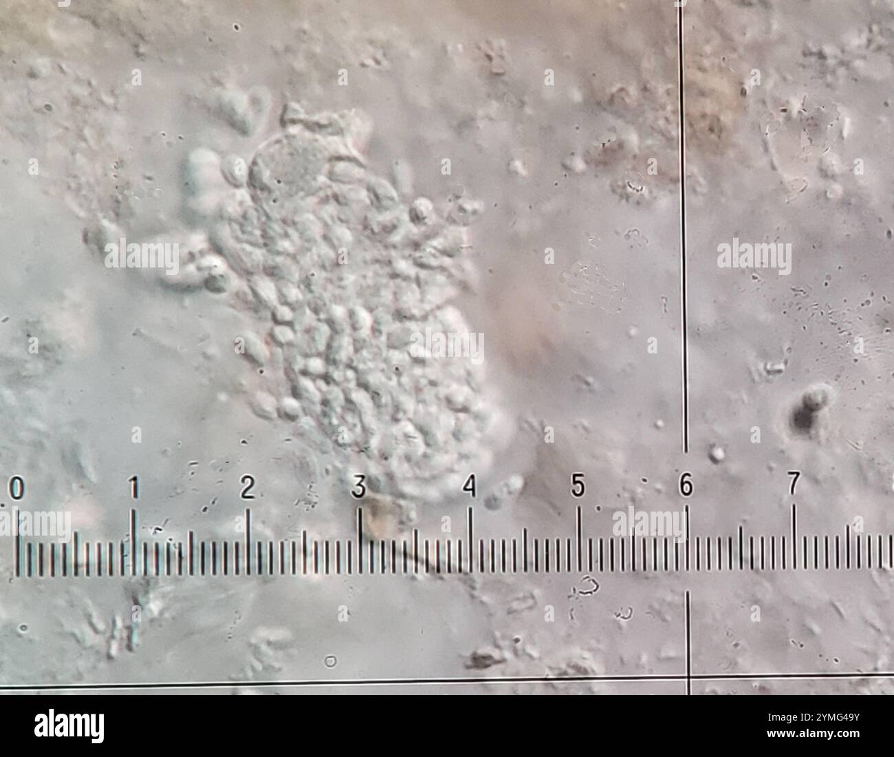 Frosted Grain-spored Lichen (Sarcogyne regularis Stock Photo - Alamy