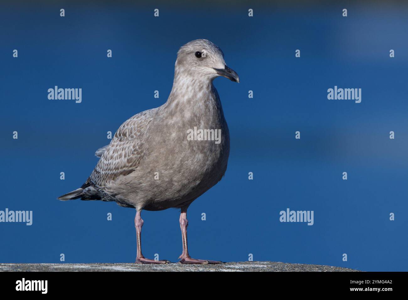 Larus glaucoides thayeri hi-res stock photography and images - Alamy
