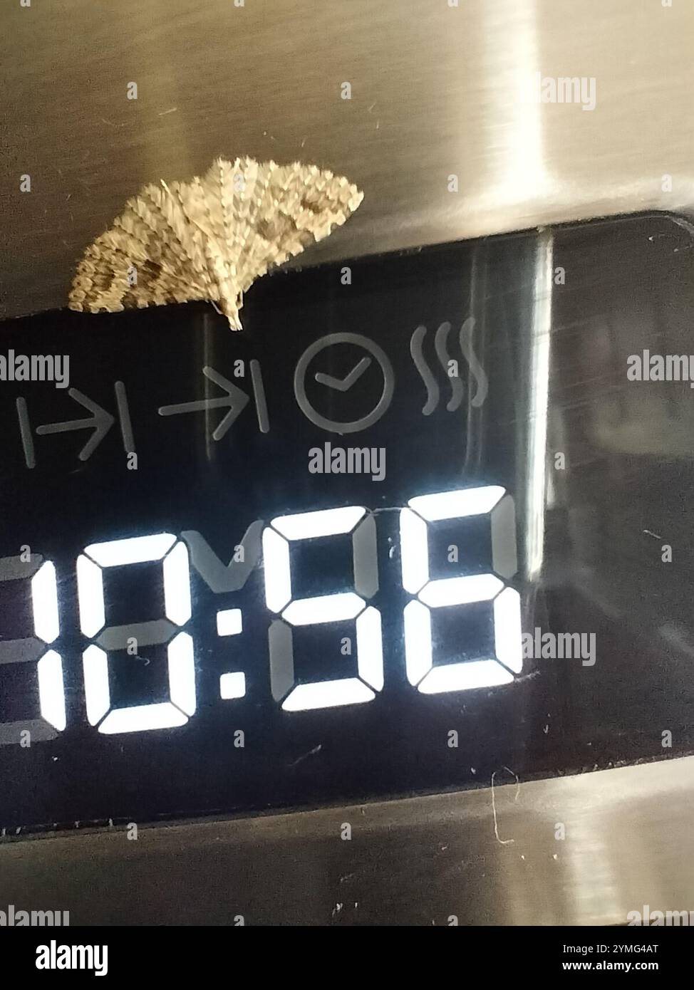 Twenty-plume Moth (Alucita hexadactyla Stock Photo - Alamy