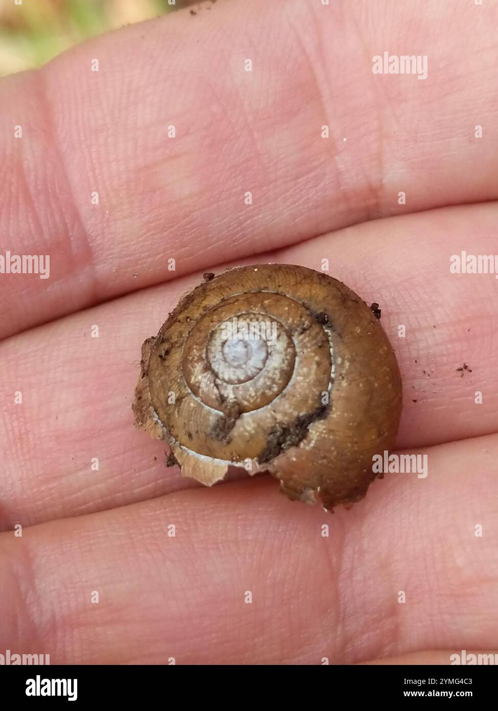 Common Land Snails and Slugs (Stylommatophora Stock Photo - Alamy