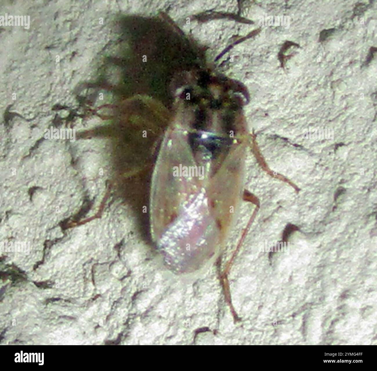 Geocoris hi-res stock photography and images - Alamy