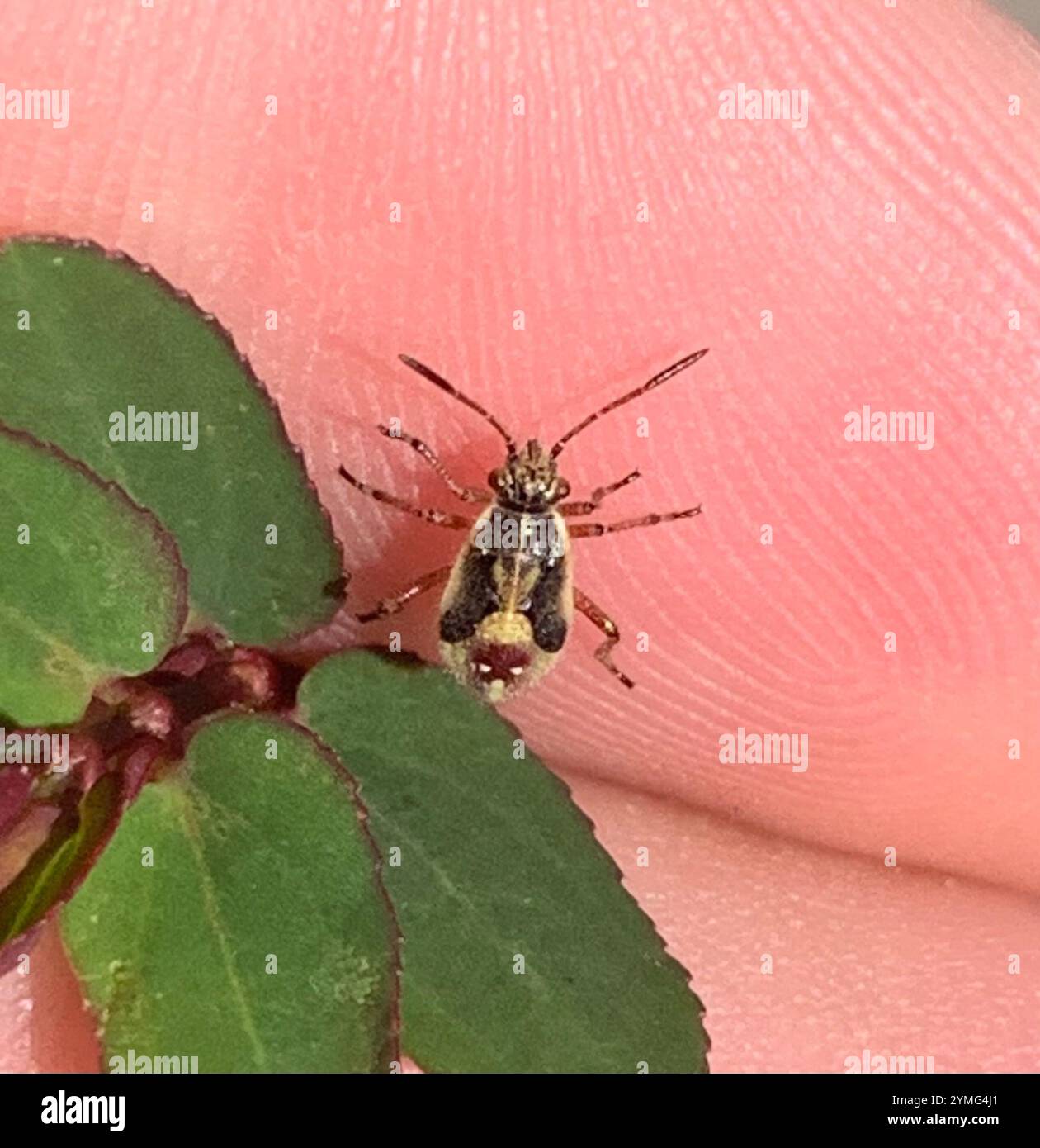 True Bugs, Hoppers, Aphids, and allies (Hemiptera Stock Photo - Alamy