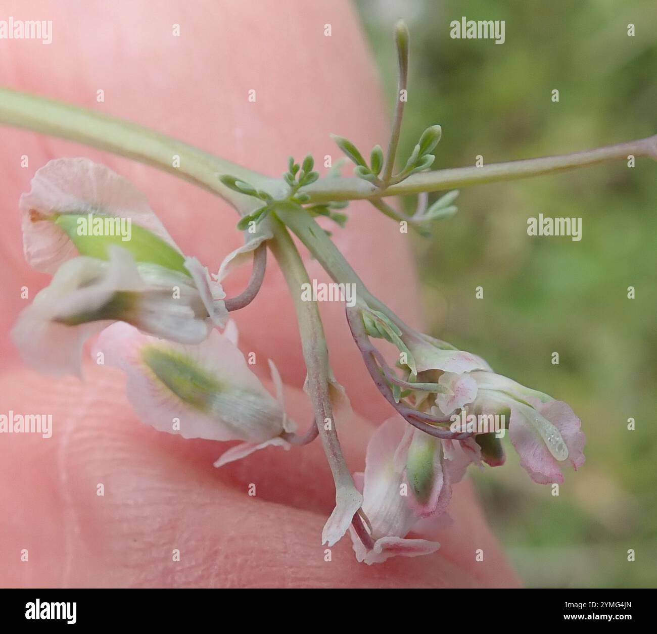 Cape Clapper (Cysticapnos vesicaria vesicaria Stock Photo - Alamy