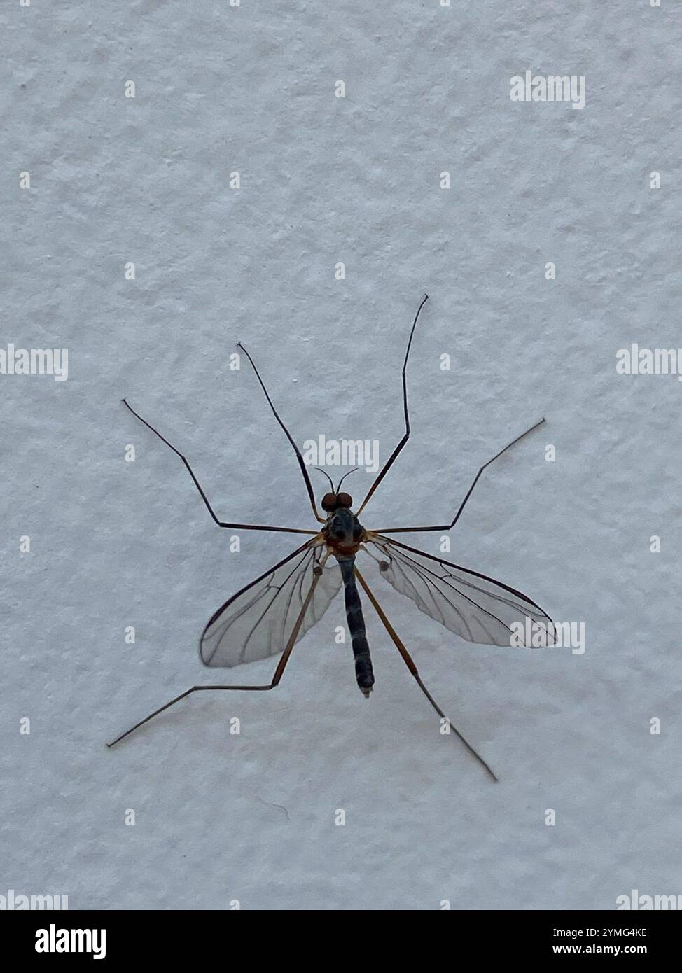 Net-winged Midges (Blephariceridae Stock Photo - Alamy