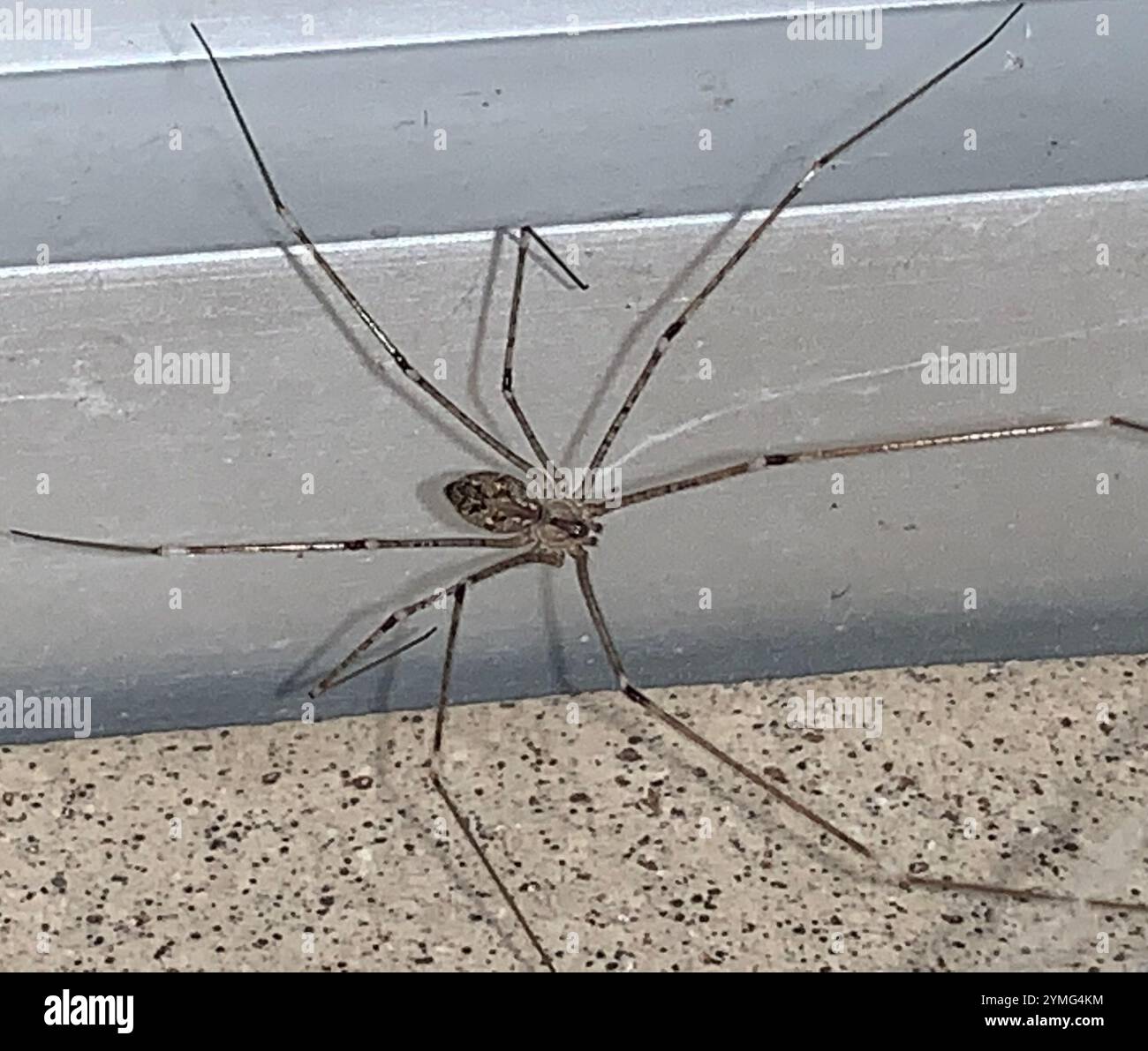 Cellar Spiders (Pholcidae Stock Photo - Alamy