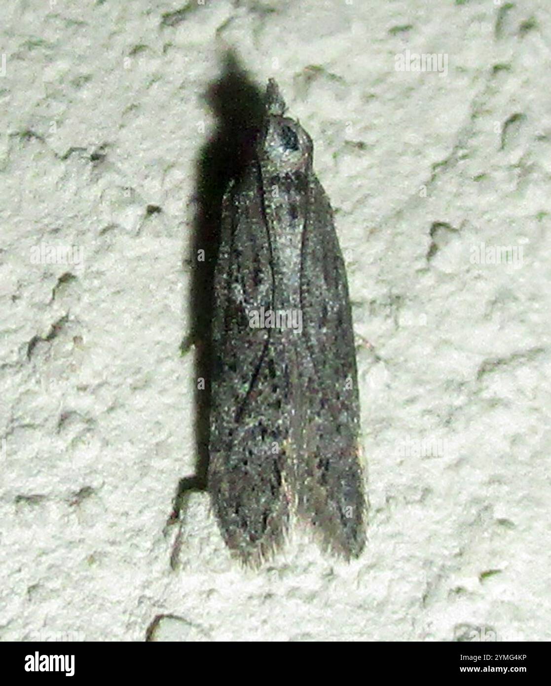 Butterflies and Moths (Lepidoptera Stock Photo - Alamy