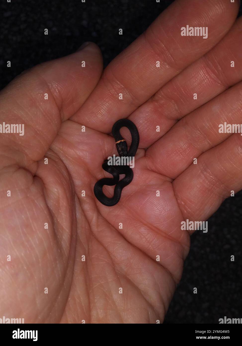 Southern Ringneck Snake (Diadophis punctatus punctatus Stock Photo - Alamy