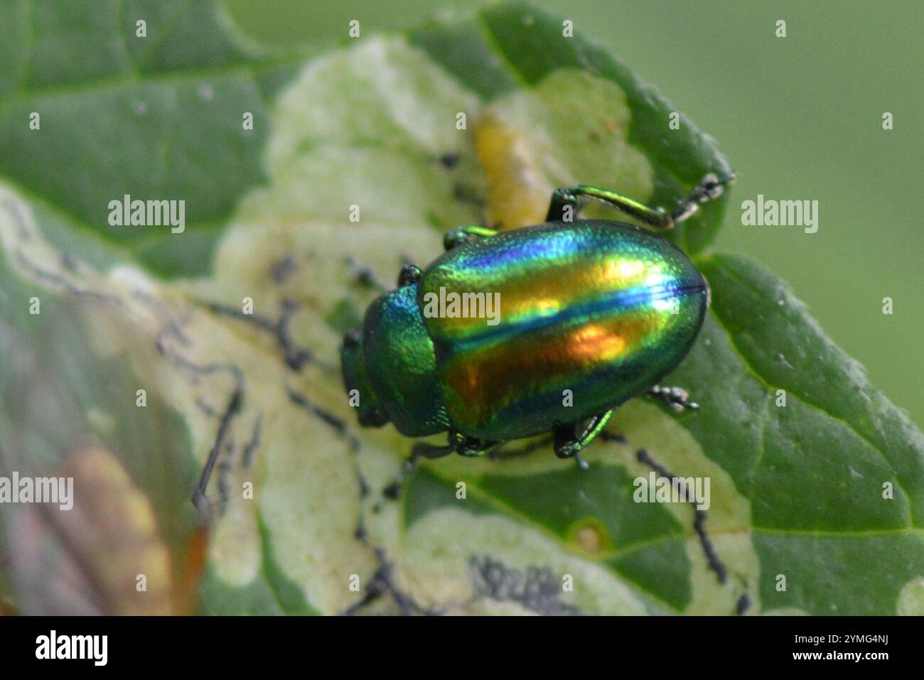 Dead-nettle Leaf Beetle (Fasta fastuosa Stock Photo - Alamy