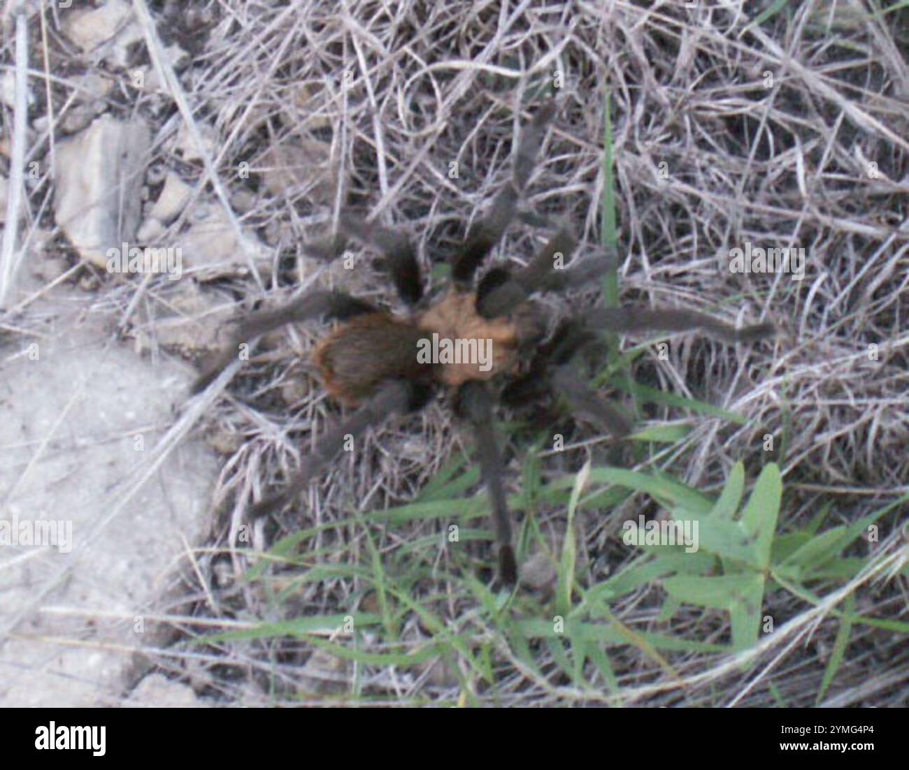 Texas Brown Tarantula (Aphonopelma hentzi Stock Photo - Alamy