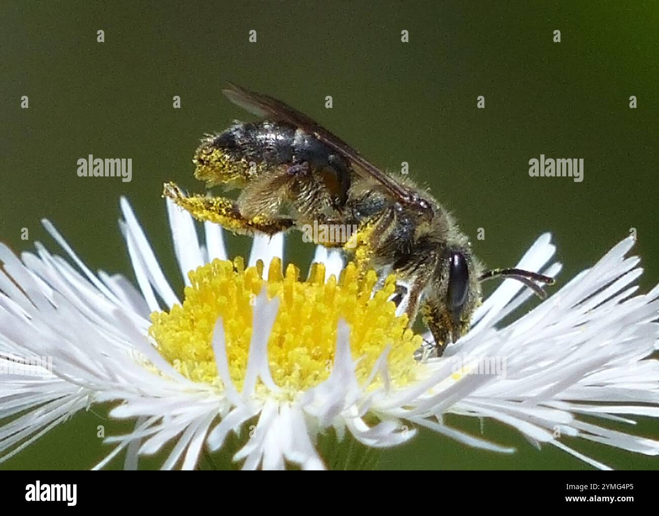 Mining Bees (Andrena Stock Photo - Alamy