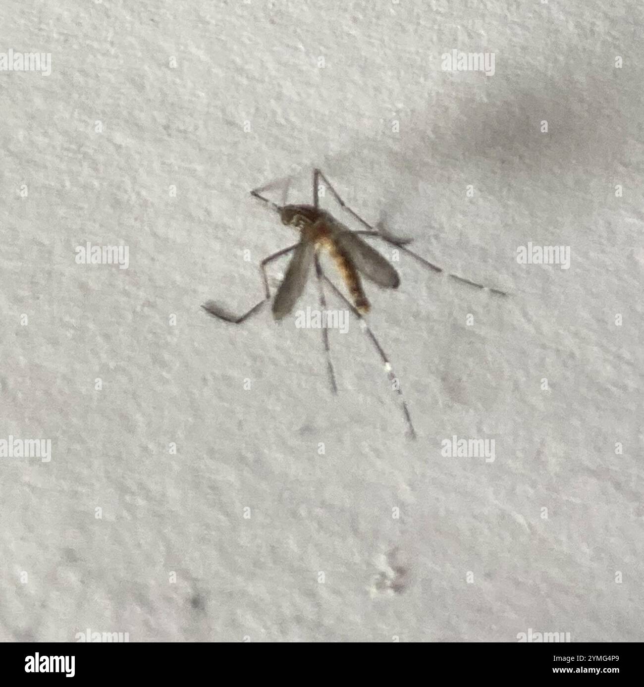 Striped Mosquito (Aedes notoscriptus Stock Photo - Alamy