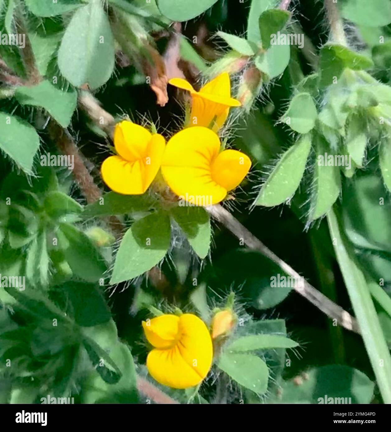 Hairy birds foot trefoil hi-res stock photography and images - Alamy