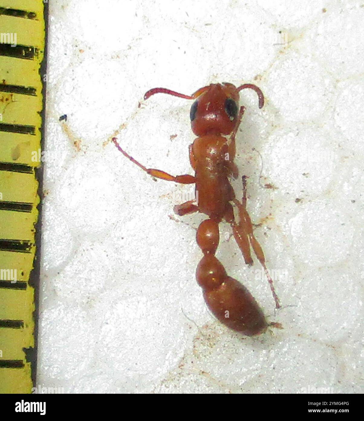 Natal Slender Ant (Tetraponera natalensis Stock Photo - Alamy