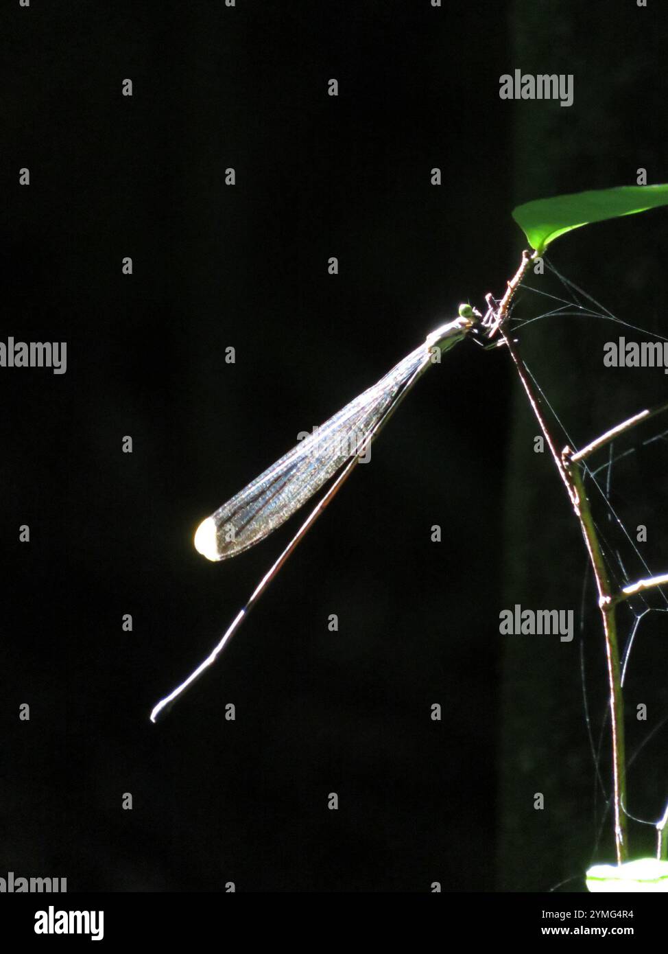 Mecistogaster hi-res stock photography and images - Alamy