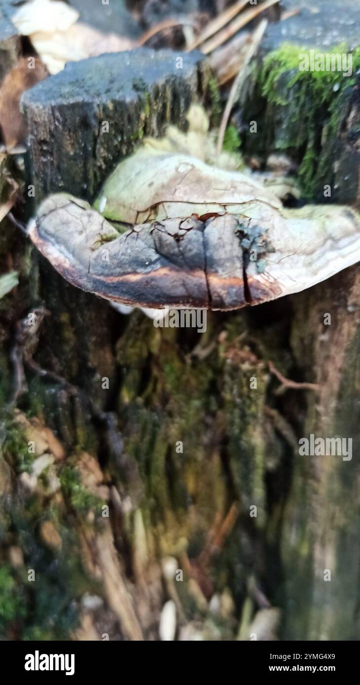 Willow Bracket (Phellinus igniarius Stock Photo - Alamy