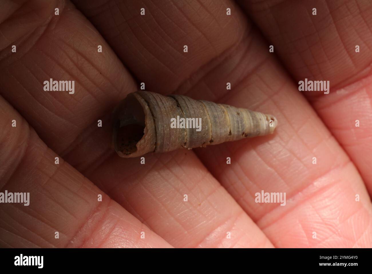 Common Tower Shell (Turritellinella tricarinata Stock Photo - Alamy