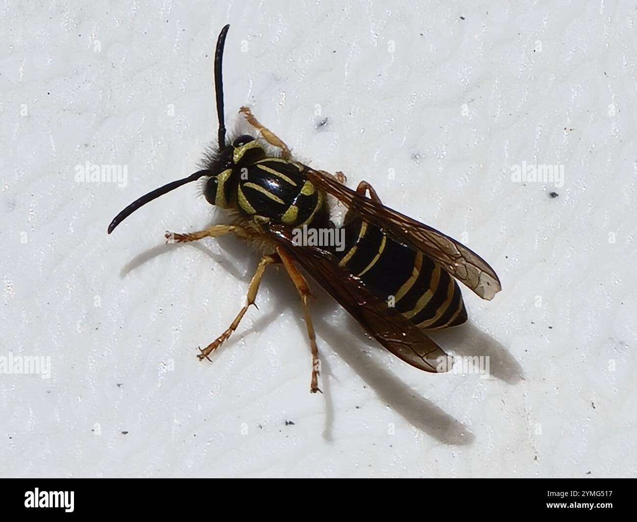 Southern Yellowjacket (Vespula squamosa Stock Photo - Alamy