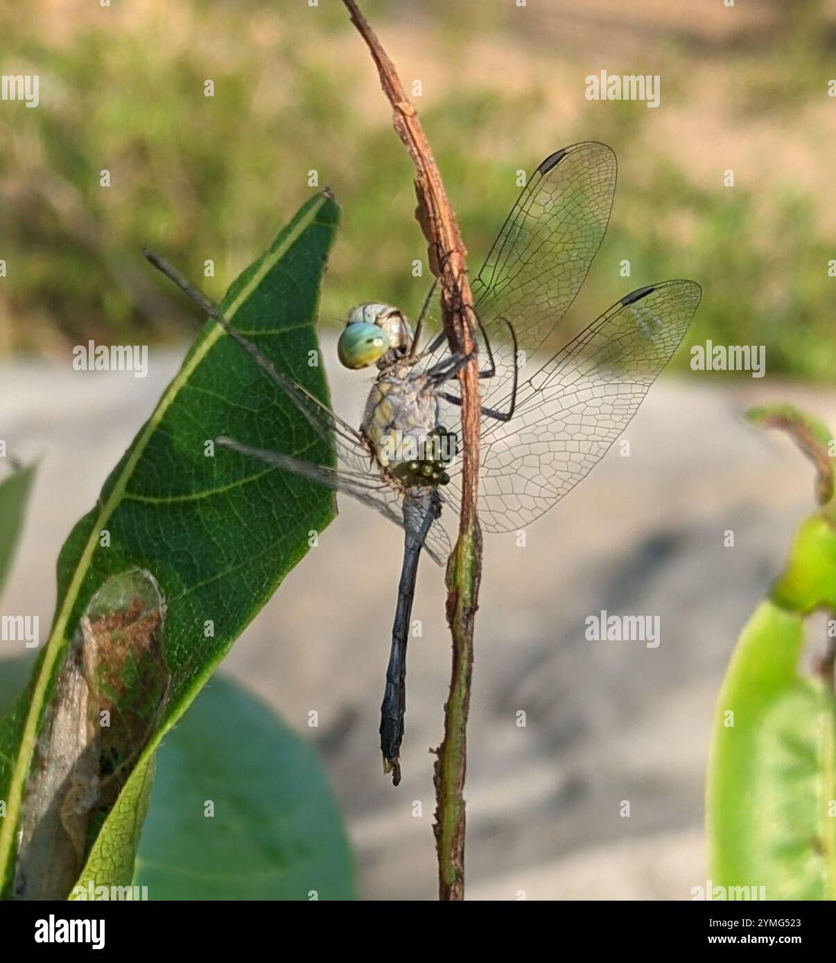 Water Mites (Hydrachnidia Stock Photo - Alamy