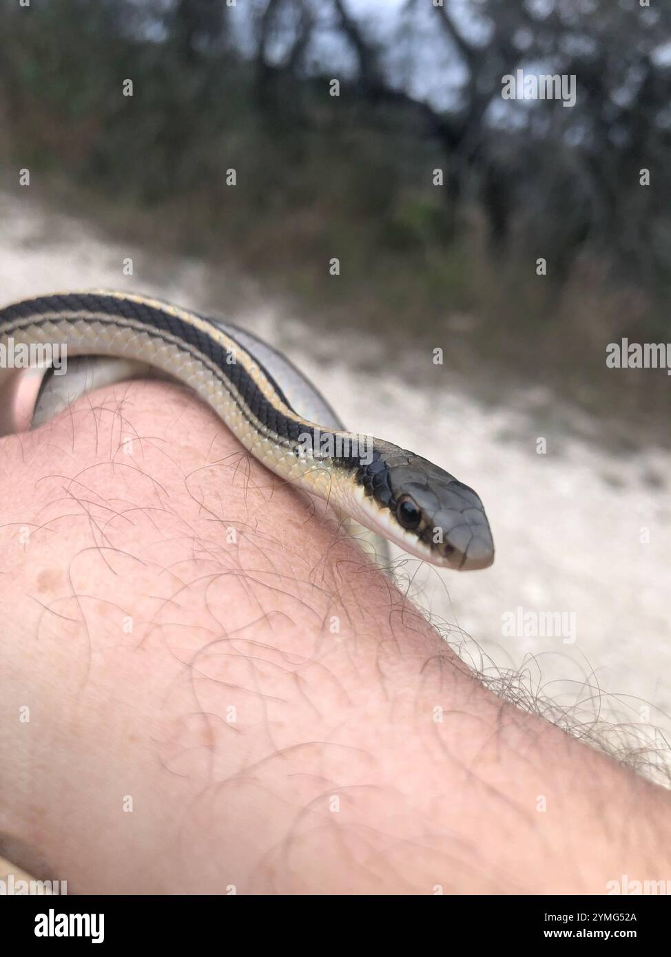 Texas Patch-nosed Snake (Salvadora lineata Stock Photo - Alamy