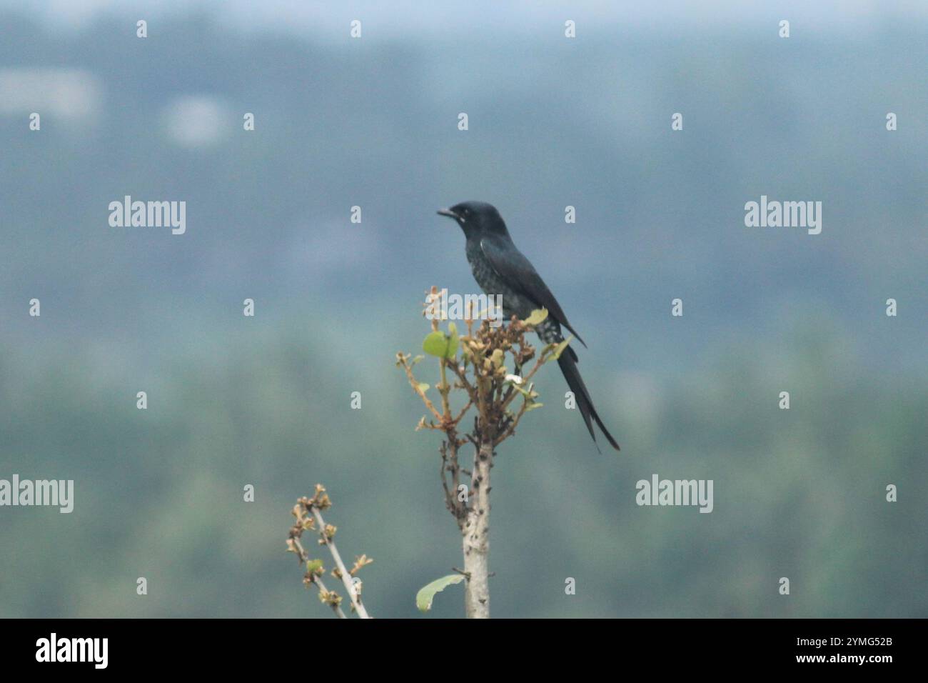 Black Drongo (Dicrurus macrocercus Stock Photo - Alamy