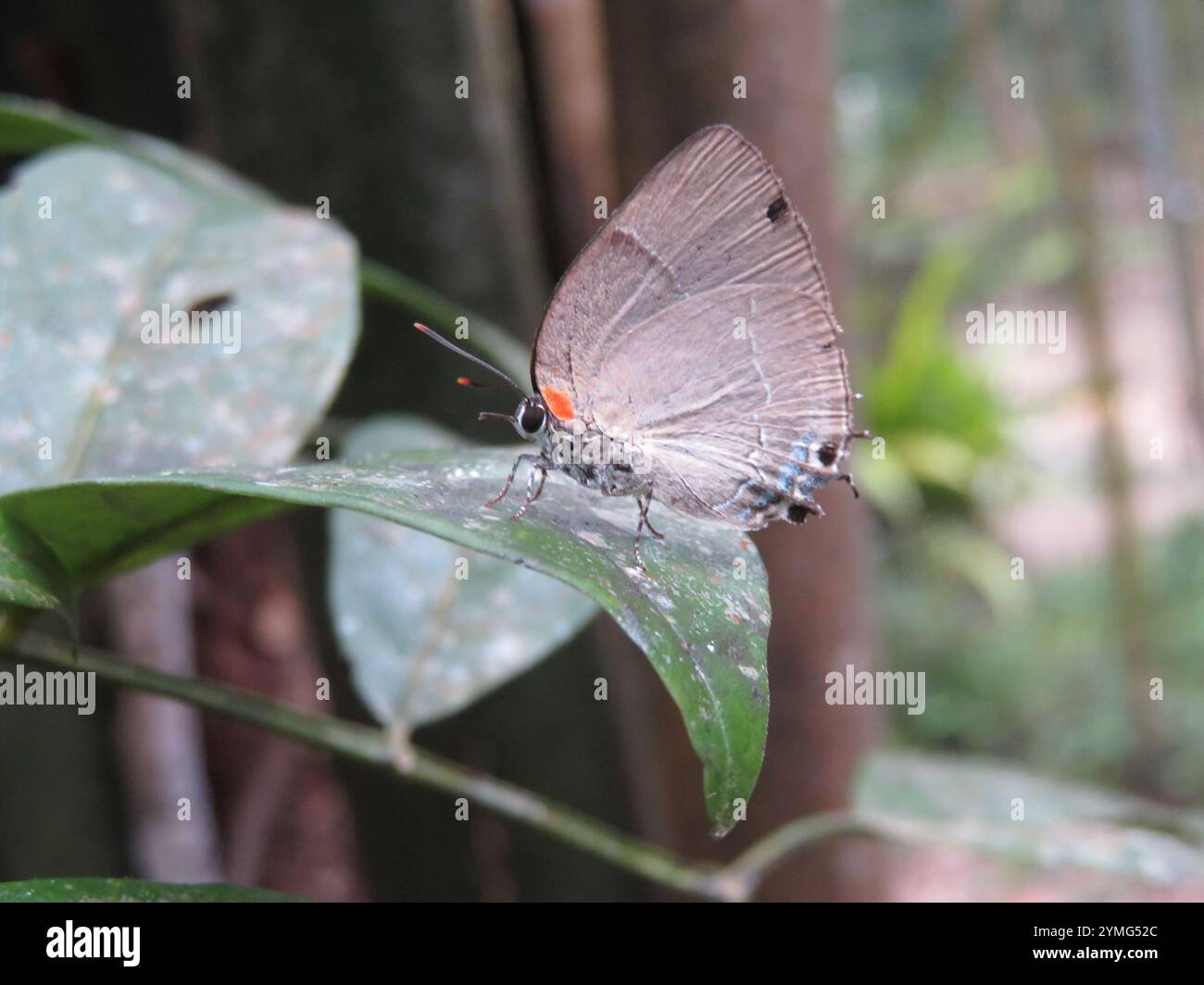 Panthiades hi-res stock photography and images - Alamy