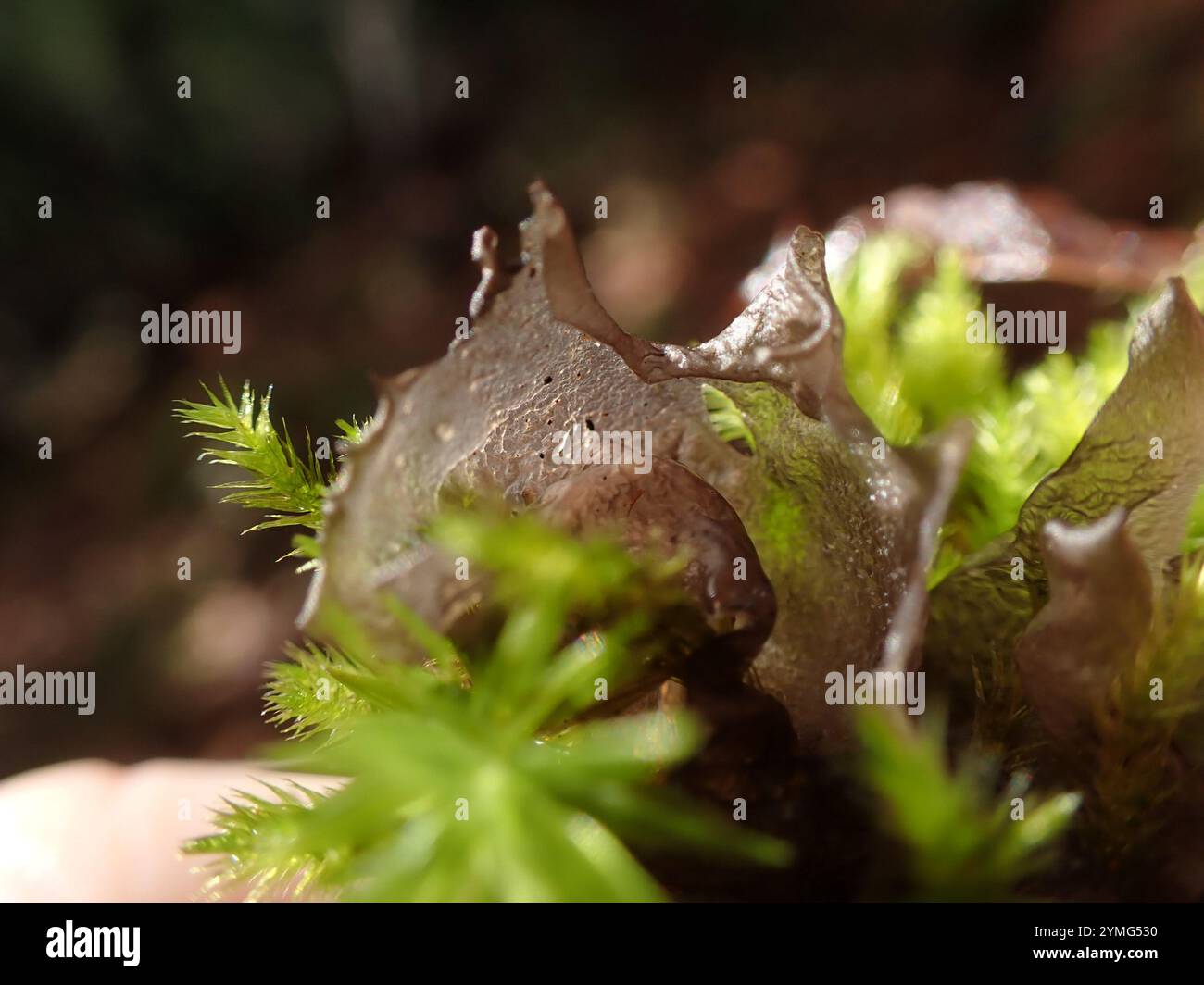 Antlered Jellyskin Lichen (Scytinium palmatum Stock Photo - Alamy