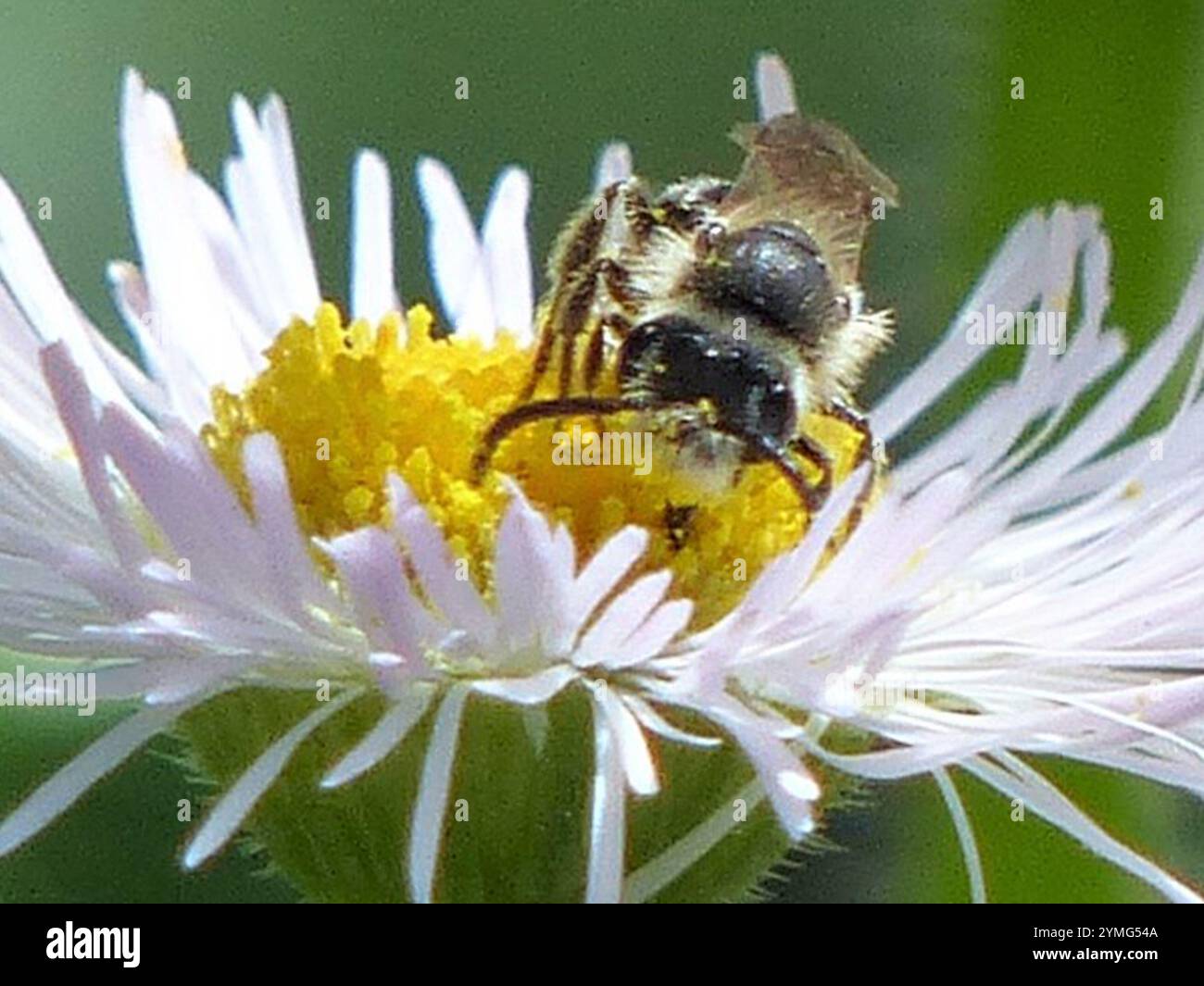 Mining Bees (Andrena Stock Photo - Alamy