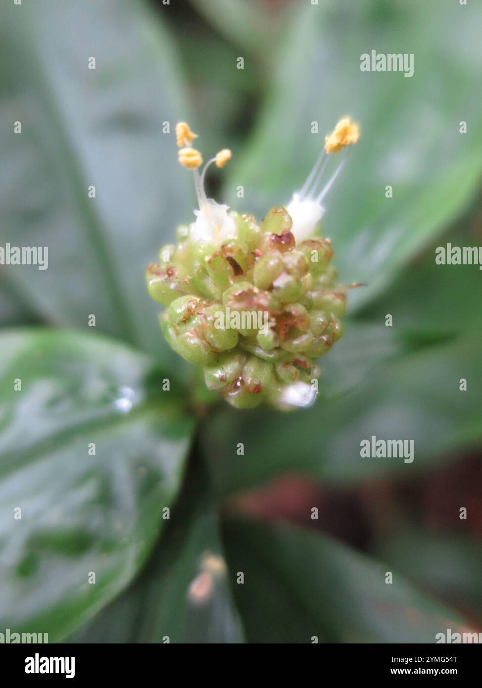 marble berry (Pollia condensata Stock Photo - Alamy