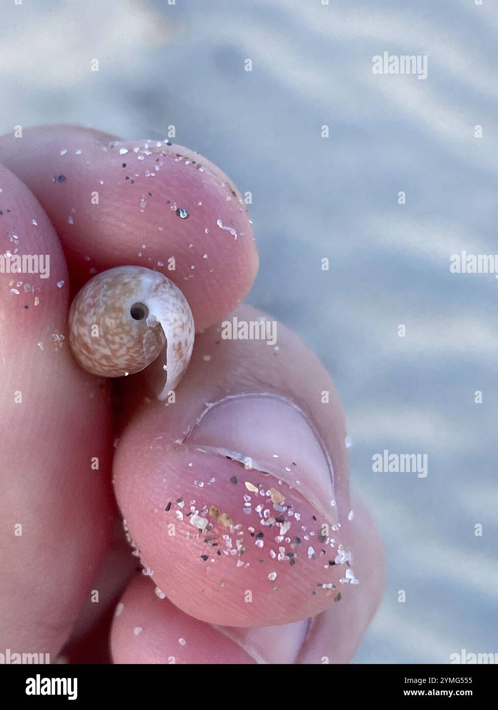 Common West Indian Bubble (Bulla occidentalis Stock Photo - Alamy