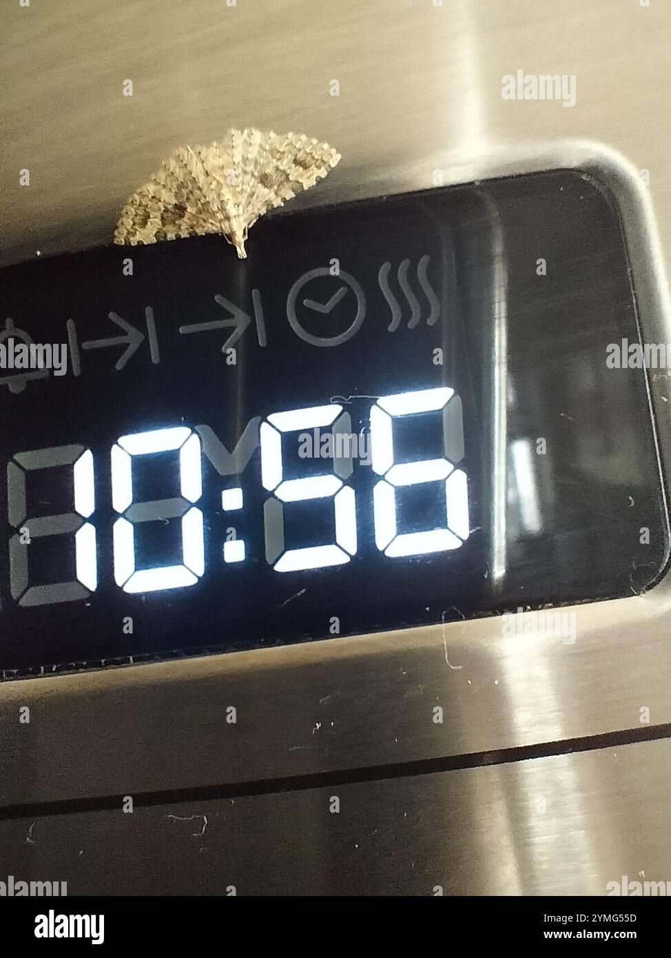 Twenty plume moth alucita hexadactyla hi-res stock photography and ...