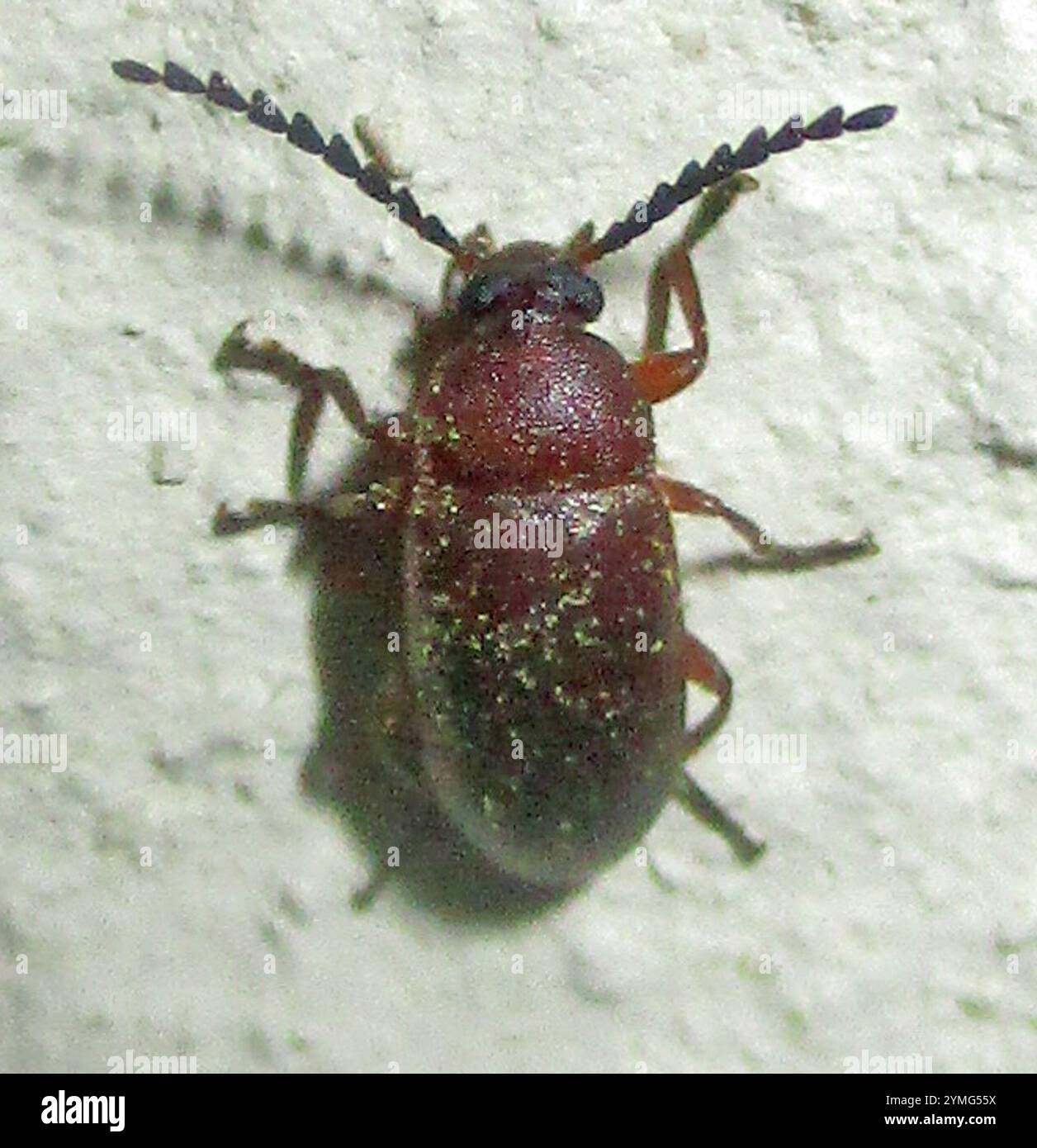 Comb-clawed Darkling Beetles (Alleculinae Stock Photo - Alamy
