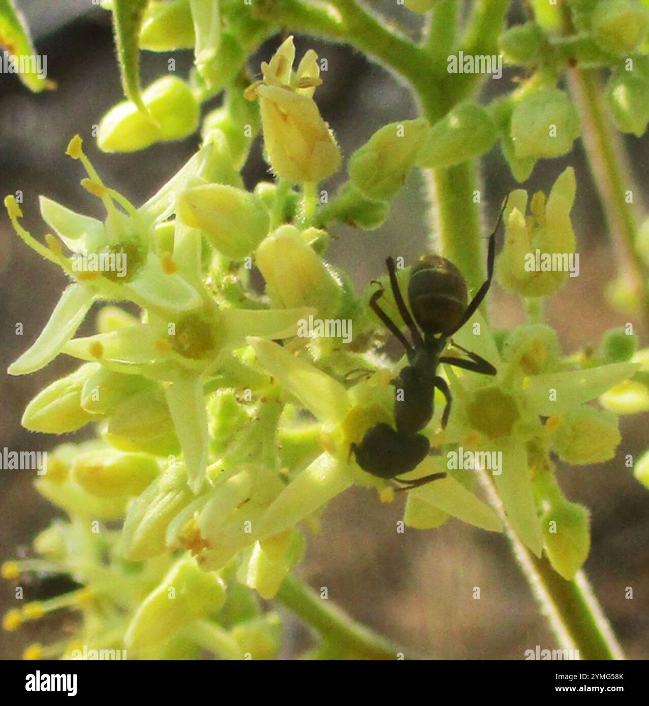 Shiny sugar ant (Camponotus cinctellus Stock Photo - Alamy