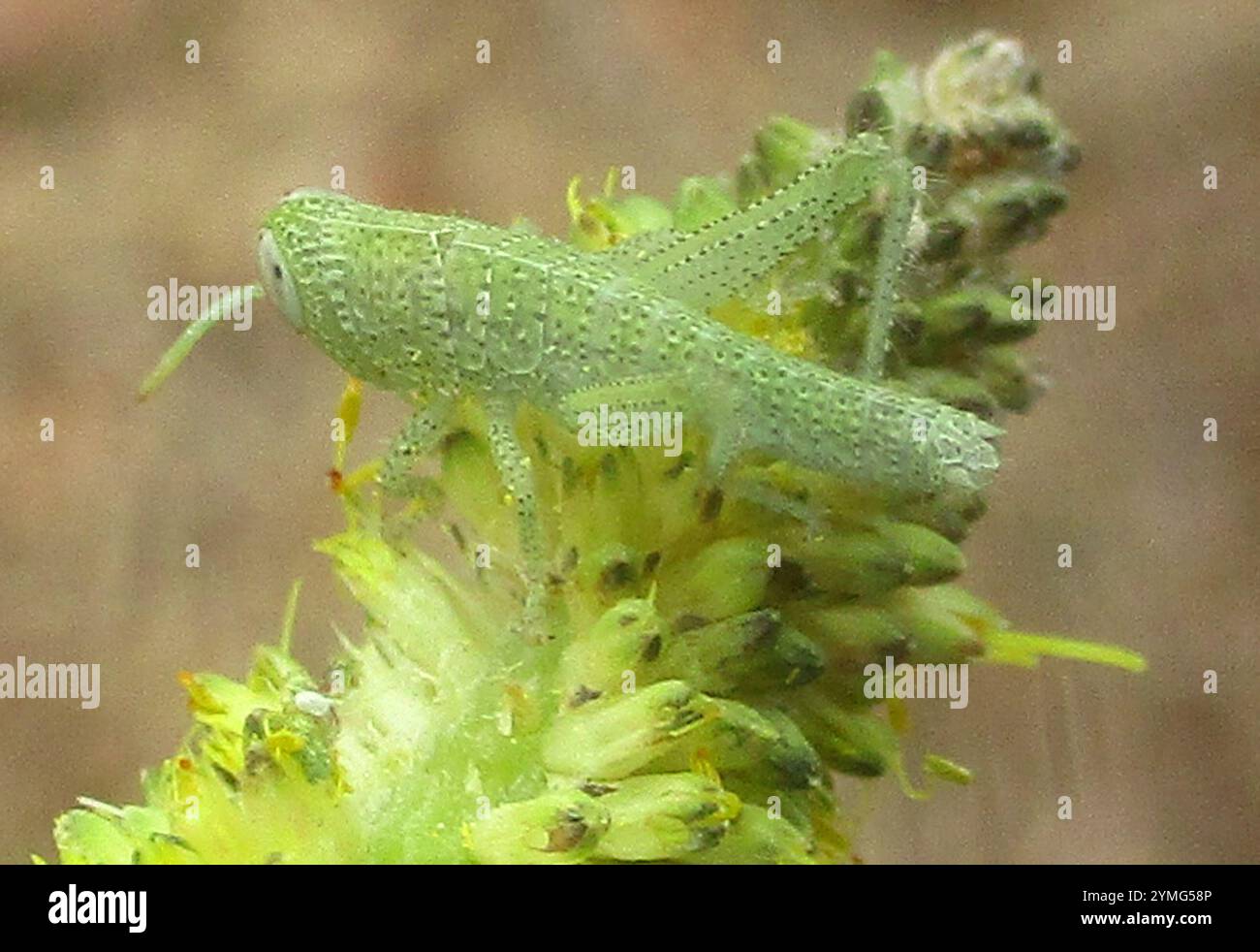 aroma (Dichrostachys cinerea Stock Photo - Alamy