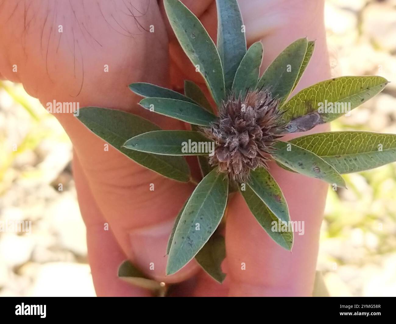 round-headed bush clover (Lespedeza capitata Stock Photo - Alamy