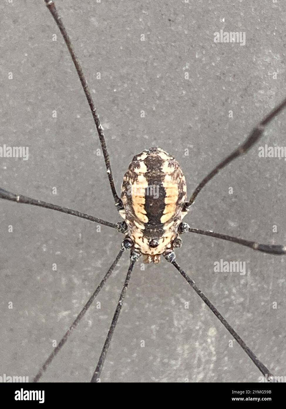Eastern Harvestman (Leiobunum vittatum Stock Photo - Alamy