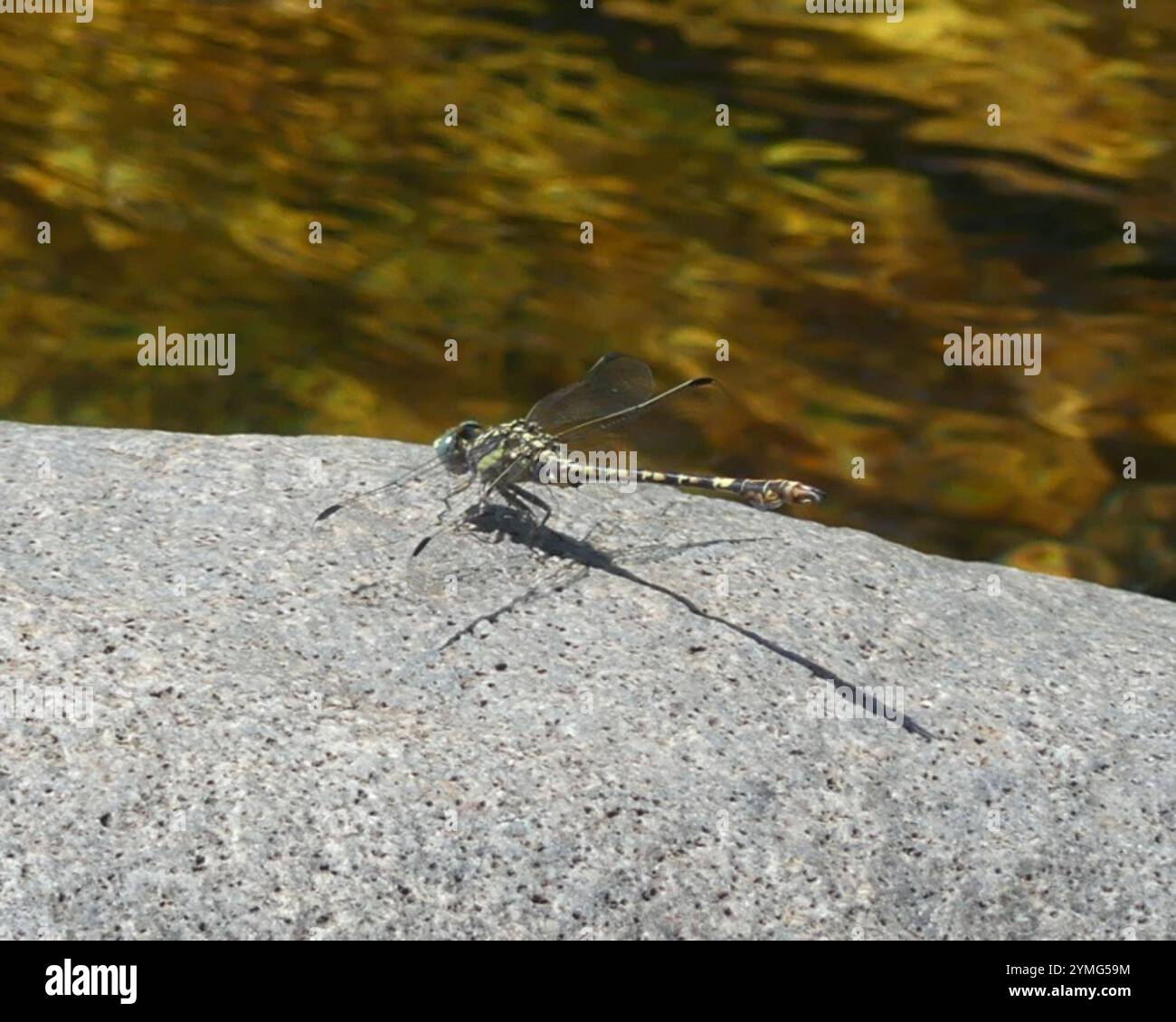 Rock Hooktail (Paragomphus cognatus Stock Photo - Alamy