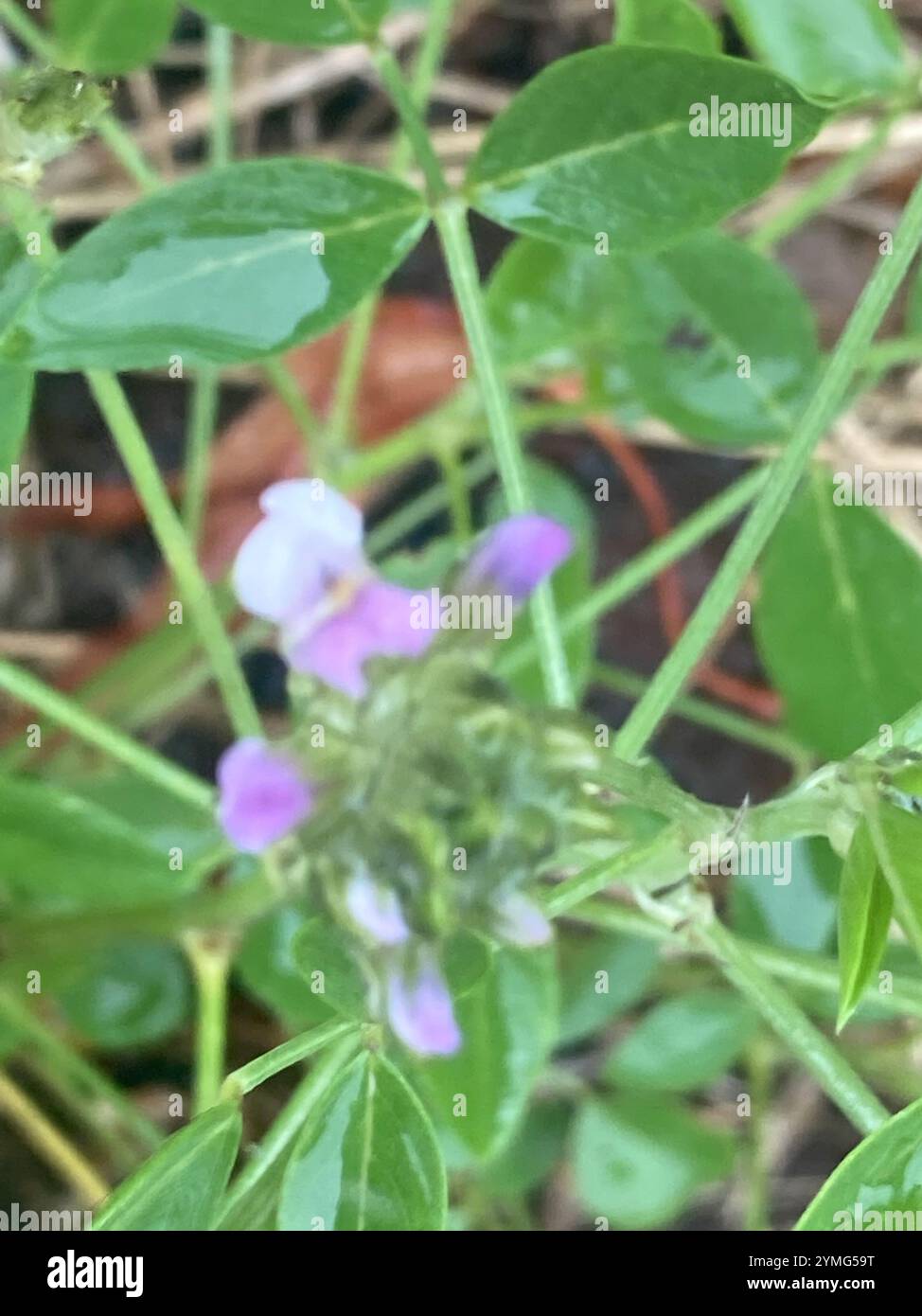 arabian pea (Bituminaria bituminosa Stock Photo - Alamy