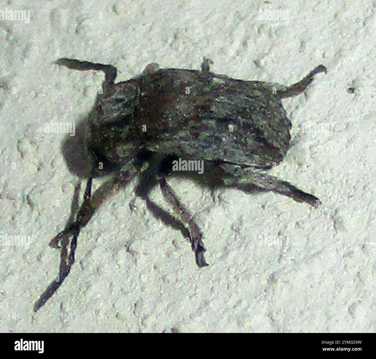 Phloeobius hi-res stock photography and images - Alamy