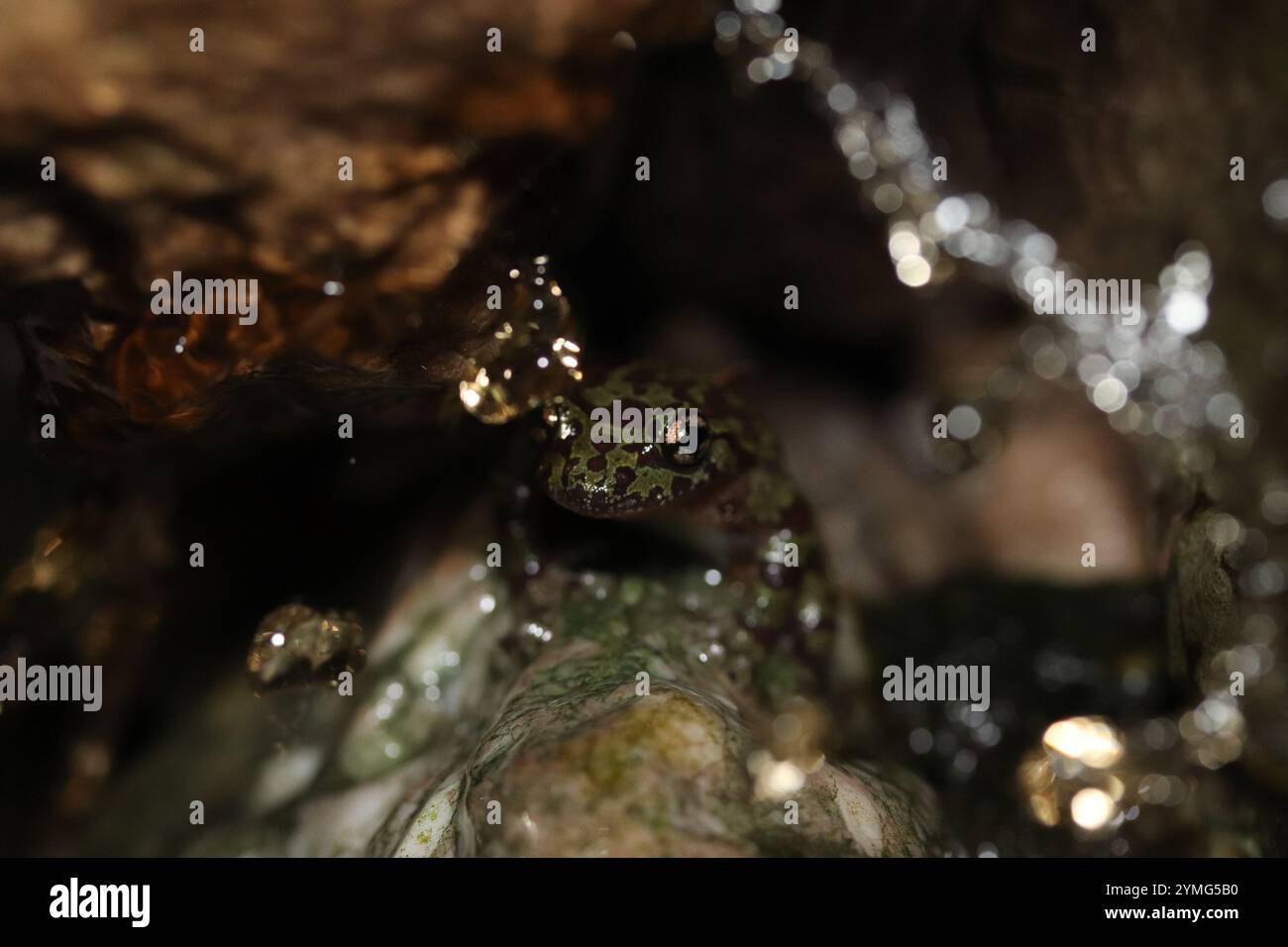 Eastern Ghost Frog (Heleophryne orientalis Stock Photo - Alamy