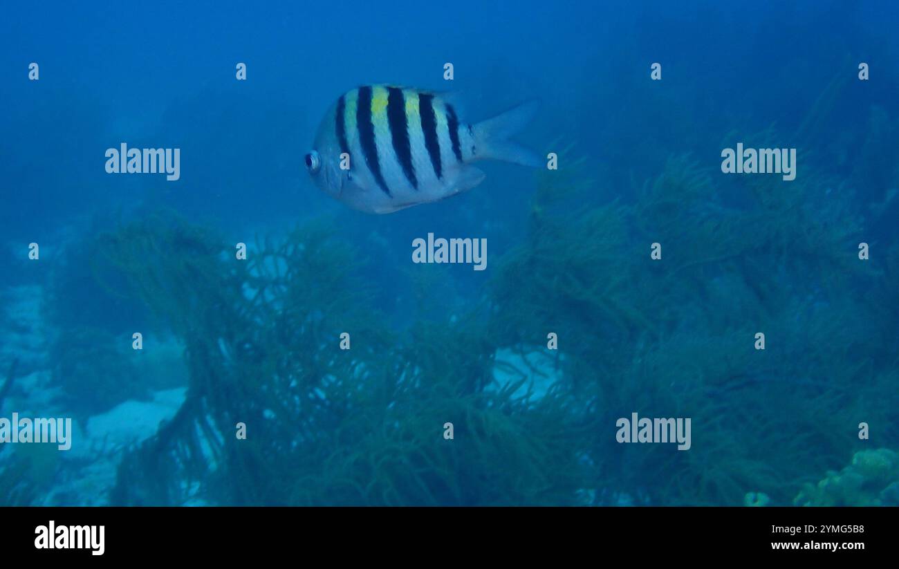 Atlantic Sergeant Major (Abudefduf saxatilis Stock Photo - Alamy