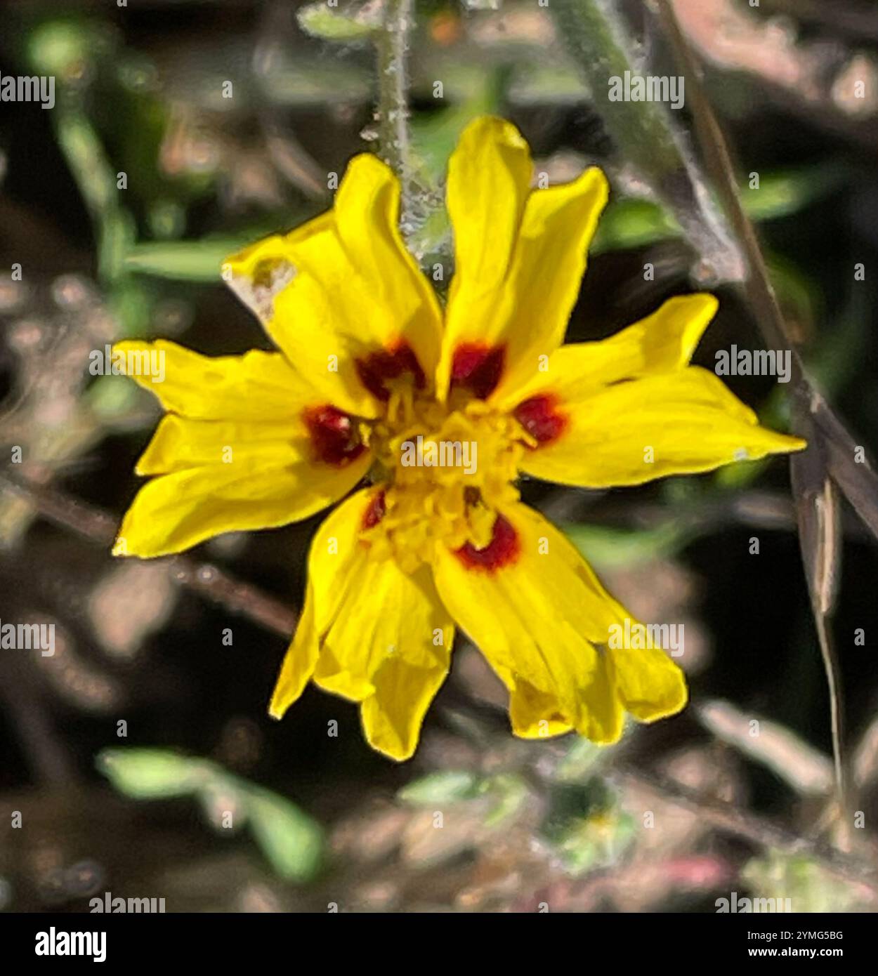 Common Madia (Madia elegans Stock Photo - Alamy